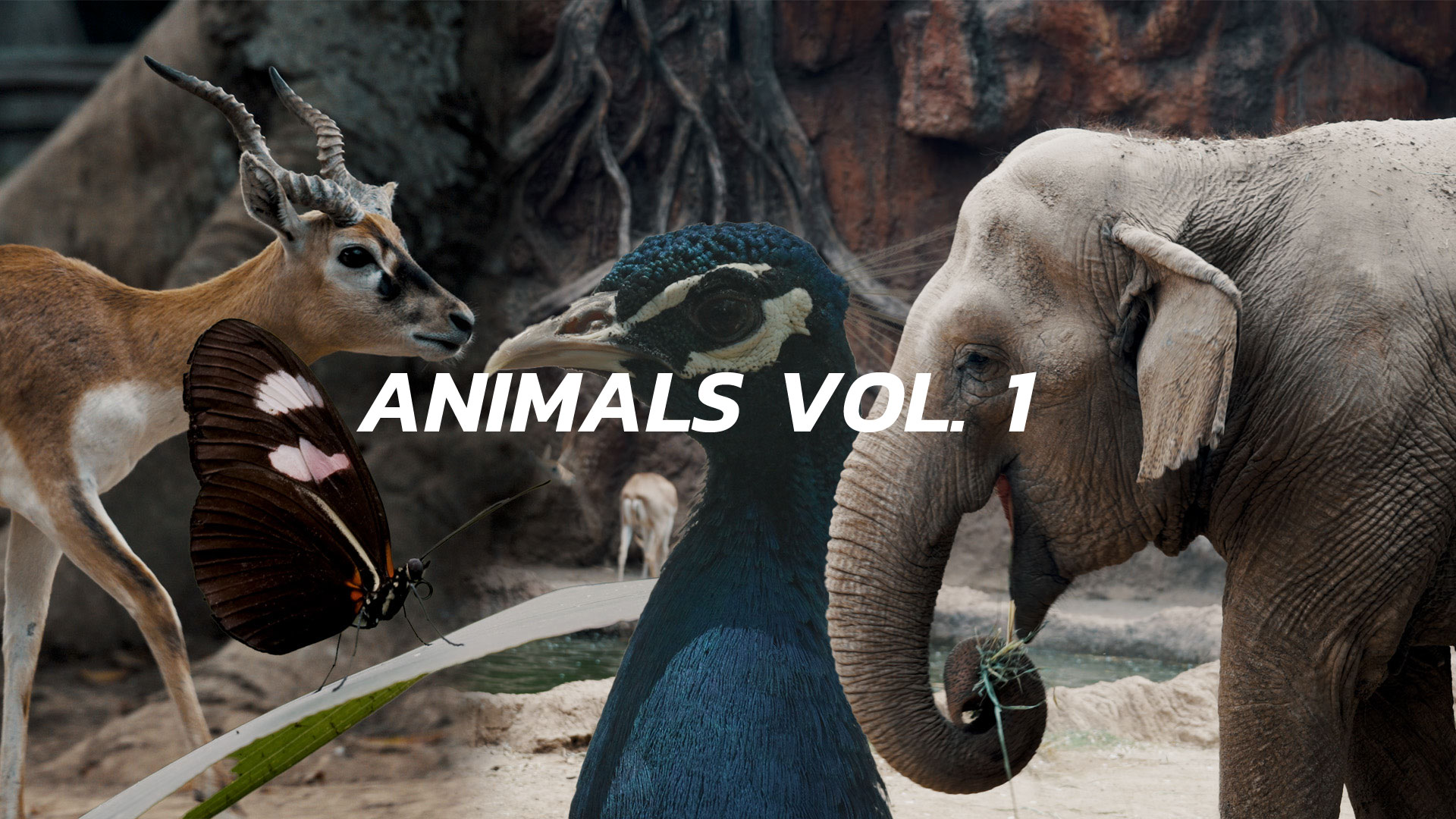 Animals Vol 1, Stock Footage Creator Resources | Story Loop