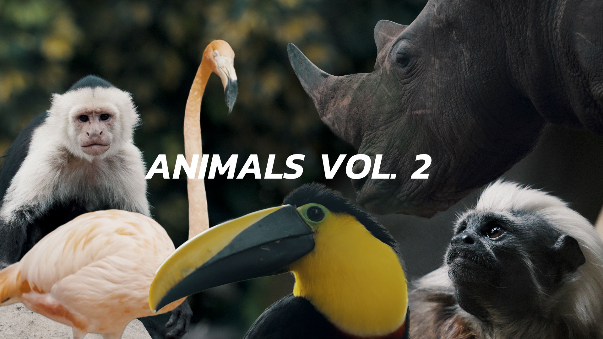 Animals Vol 2, Stock Footage Creator Resources | Story Loop