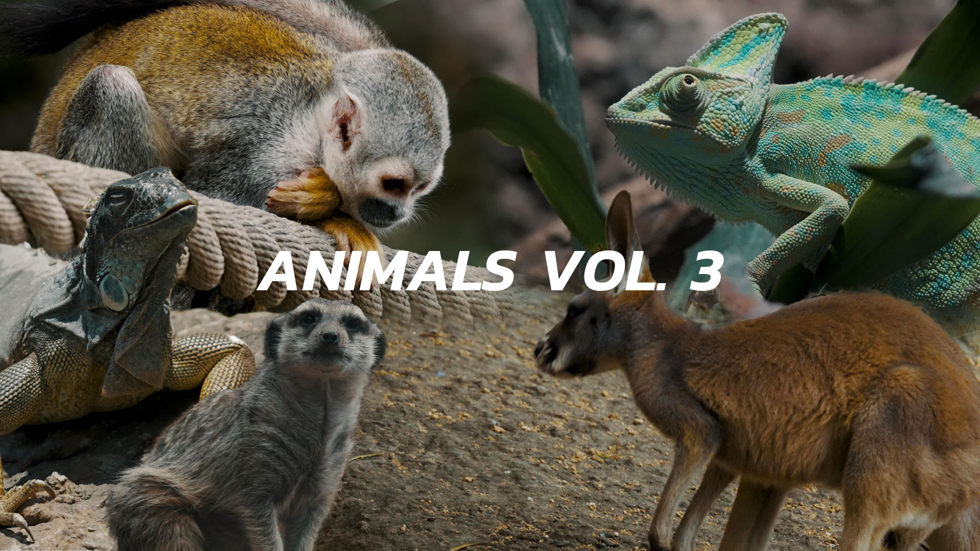 Animals Vol 3, Stock Footage Creator Resources | Story Loop